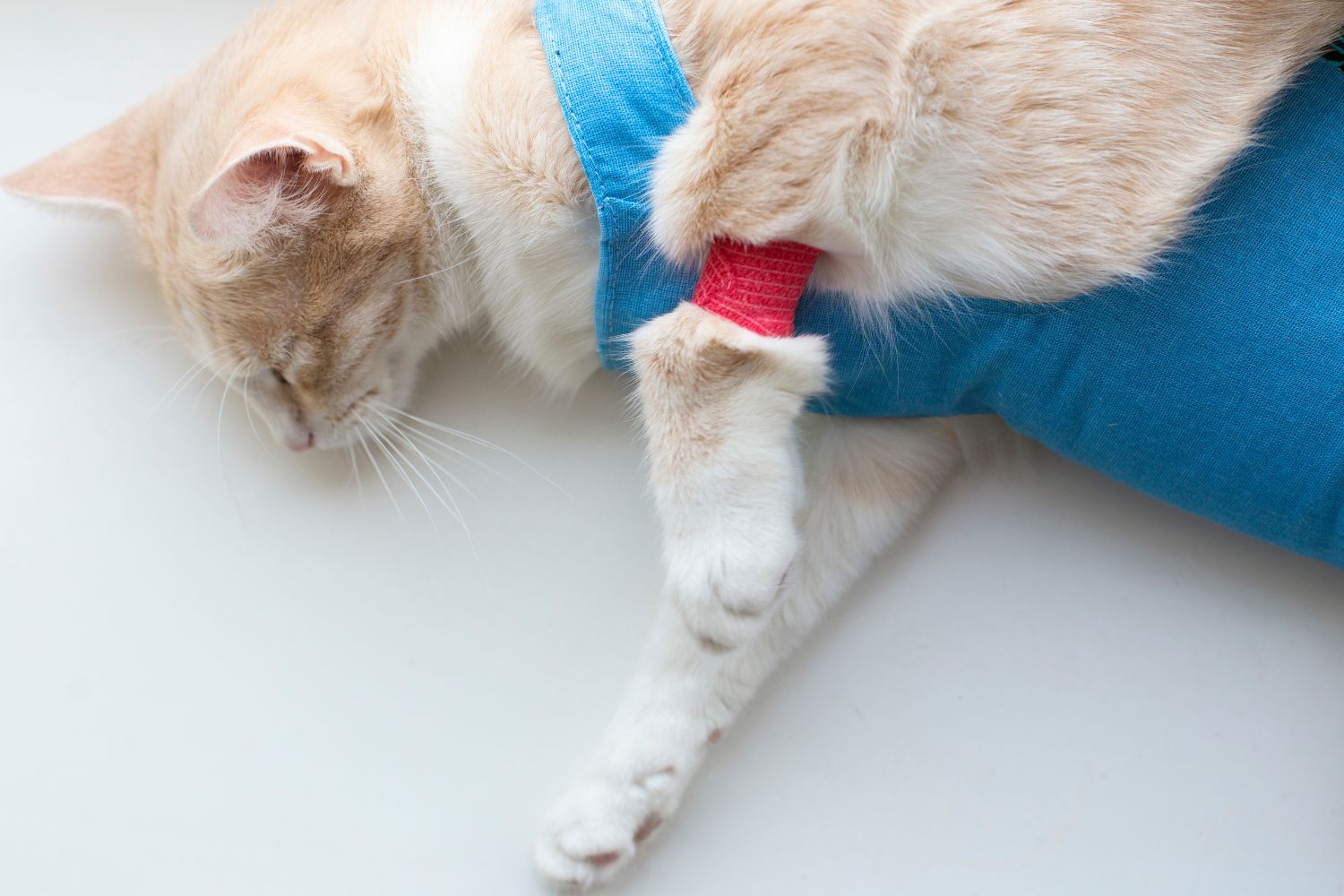 Cat Surgeries In Bothell, WA | Cat Clinic At Canyon Park