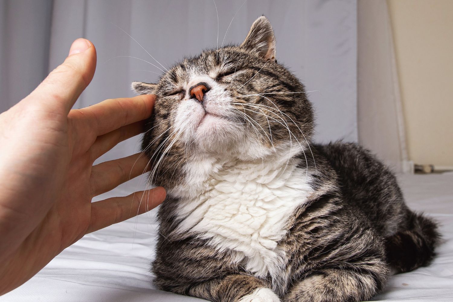 Cat Euthanasia In Bothell, WA | Cat Clinic At Canyon Park