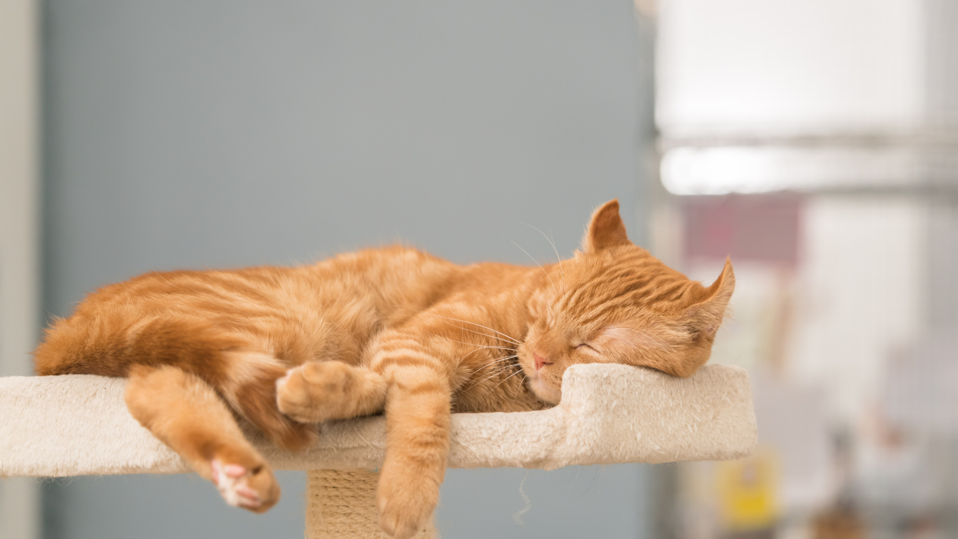 Cat Pain Management In Bothell WA | Cat Clinic At Canyon Park